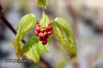 Buy Acer japonicum 'Meigetsu itaya' Japanese Maple — Mr Maple │ Buy ...