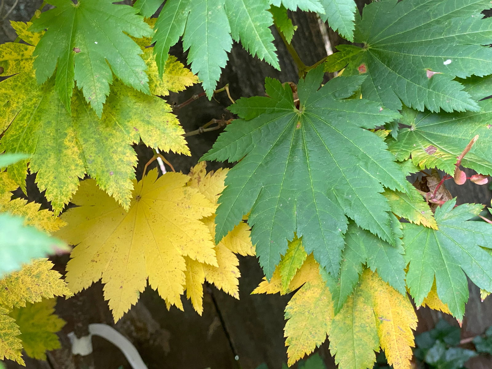 Buy Acer japonicum Orange Fan Japanese Maple — Mr Maple │ Buy Japanese ...