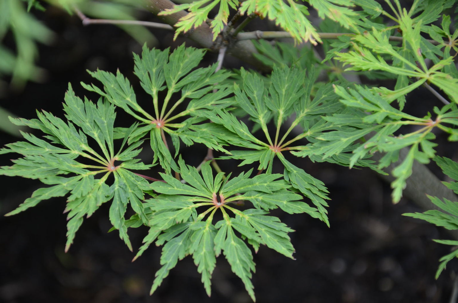 Buy Zone 9 Heat Tolerant Japanese Maples — Mr Maple │ Buy Japanese ...