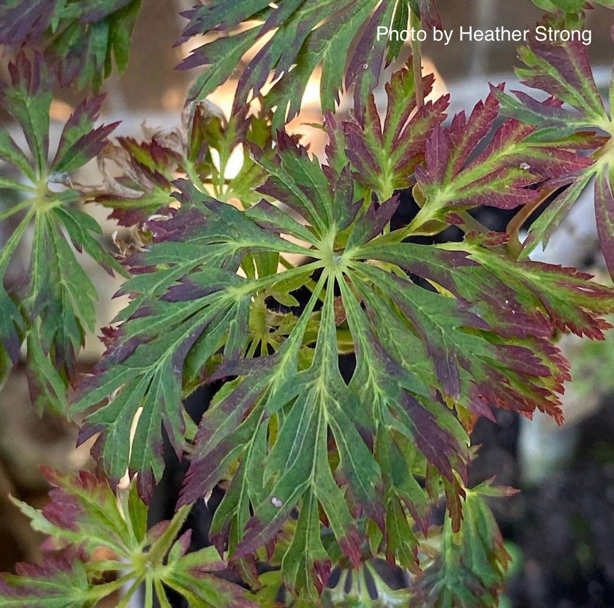 Buy Acer japonicum 'Oregon Fern' Full Moon Japanese Maple — Mr Maple ...
