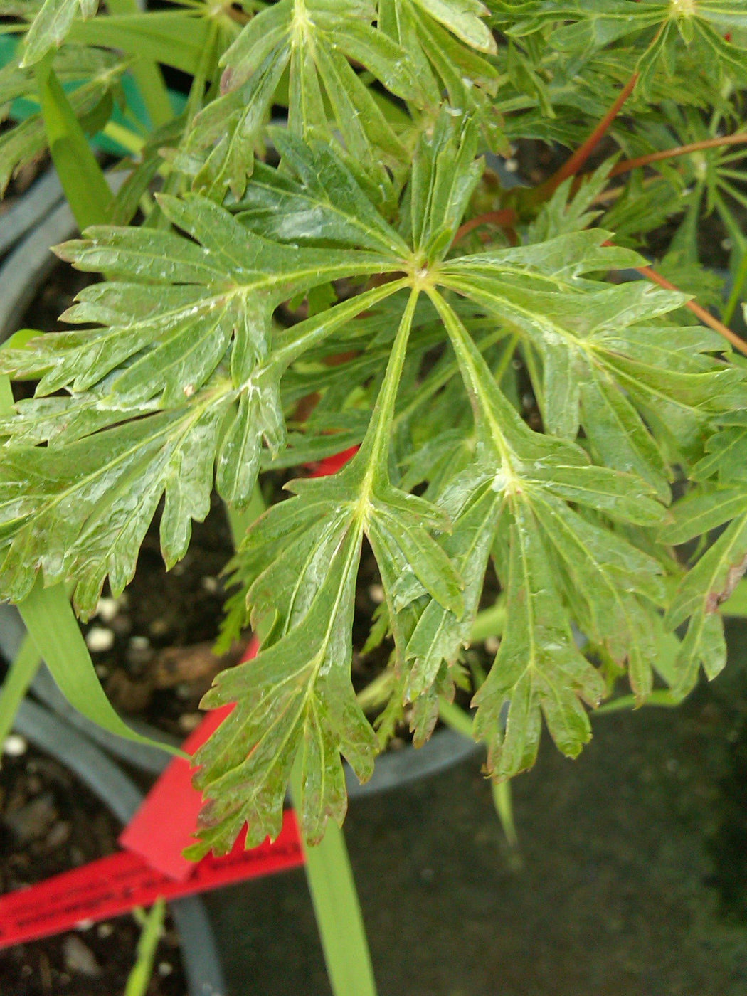 Buy Acer japonicum 'Oregon Fern' Full Moon Japanese Maple — Mr Maple ...