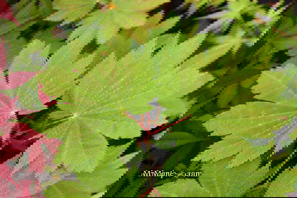 Buy Acer japonicum 'Wild Collected' Rare Japanese Maple — Mr Maple ...
