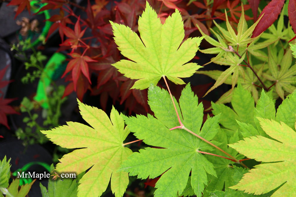 Buy Acer japonicum 'Wild Collected' Rare Japanese Maple — Mr Maple ...