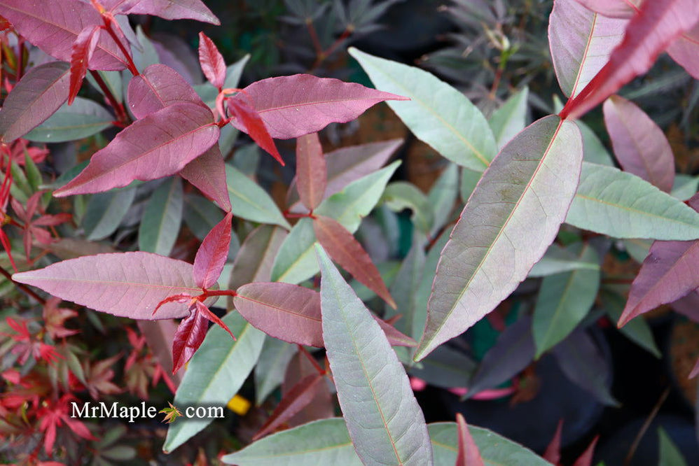 Complete List of Plants Available — Mr Maple │ Buy Japanese Maple Trees