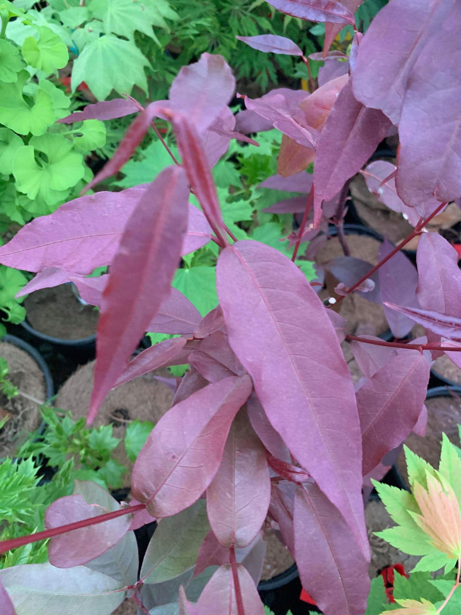 Buy Acer laevigatum ‘Hong Long’ Rare Evergreen Chinese Maple — Mr Maple ...