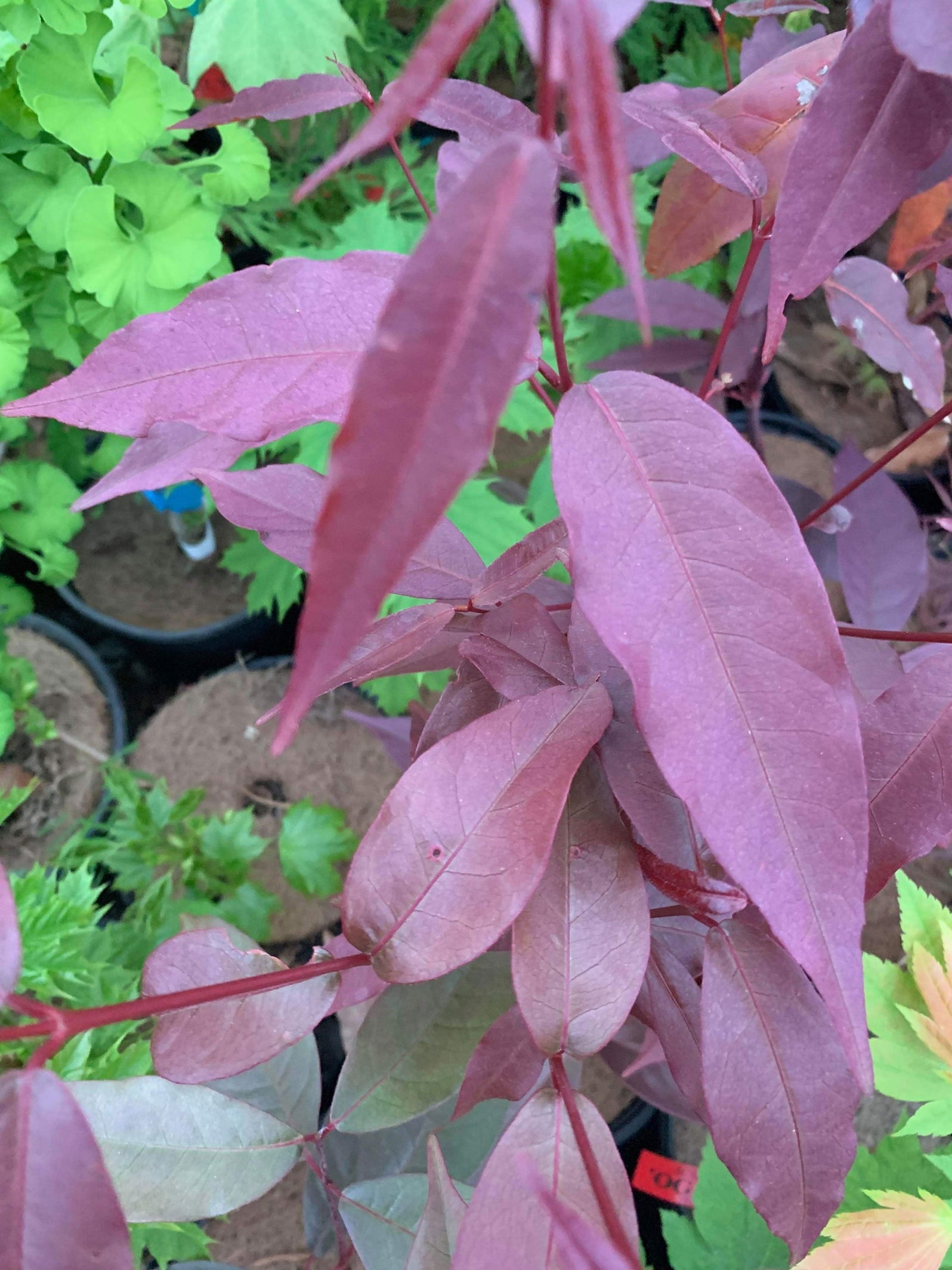 Buy Acer laevigatum ‘Hong Long’ Rare Evergreen Chinese Maple — Mr Maple ...