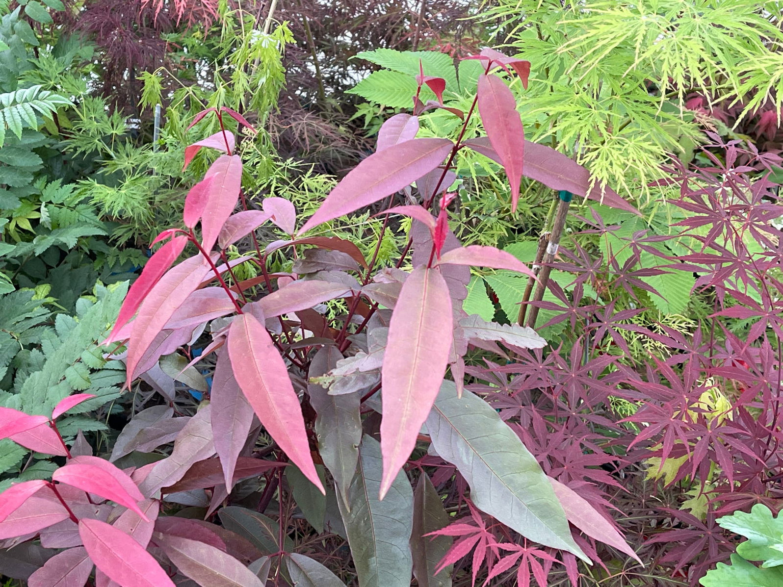 Buy Acer laevigatum ‘Hong Long’ Rare Evergreen Chinese Maple — Mr Maple ...