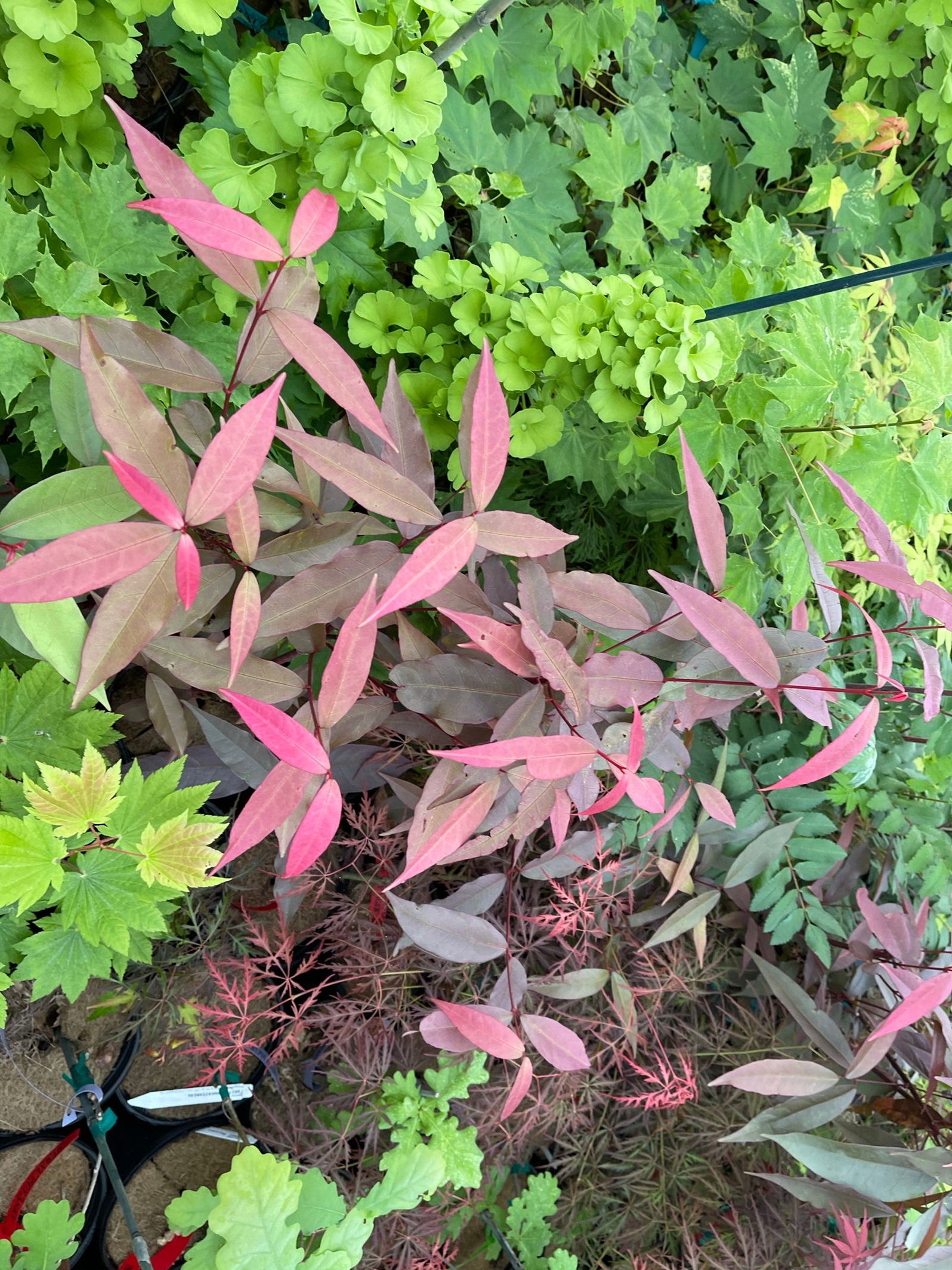 Buy Acer laevigatum ‘Hong Long’ Rare Evergreen Chinese Maple — Mr Maple ...