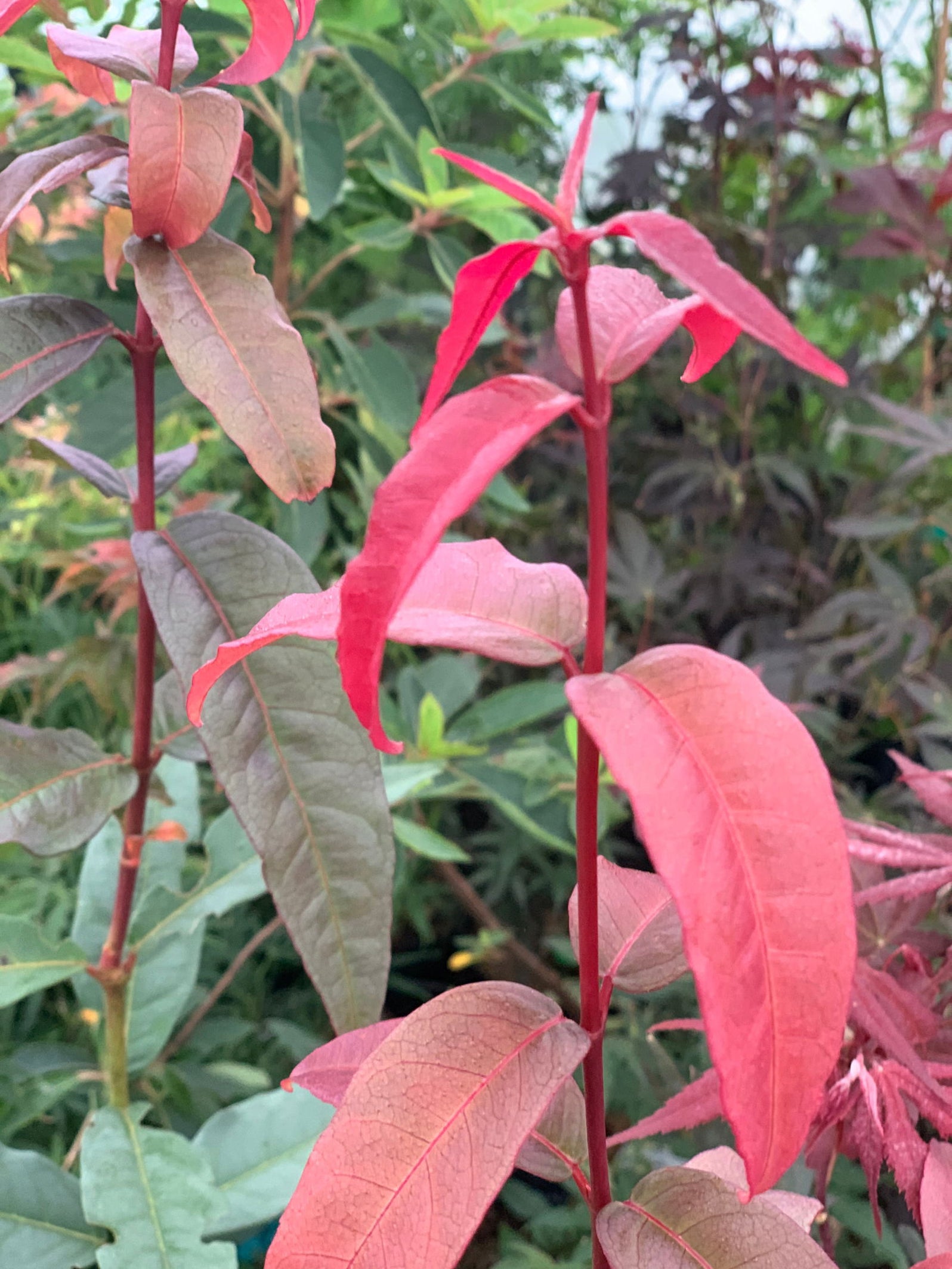 Buy Acer laevigatum ‘Hong Long’ Rare Evergreen Chinese Maple — Mr Maple ...