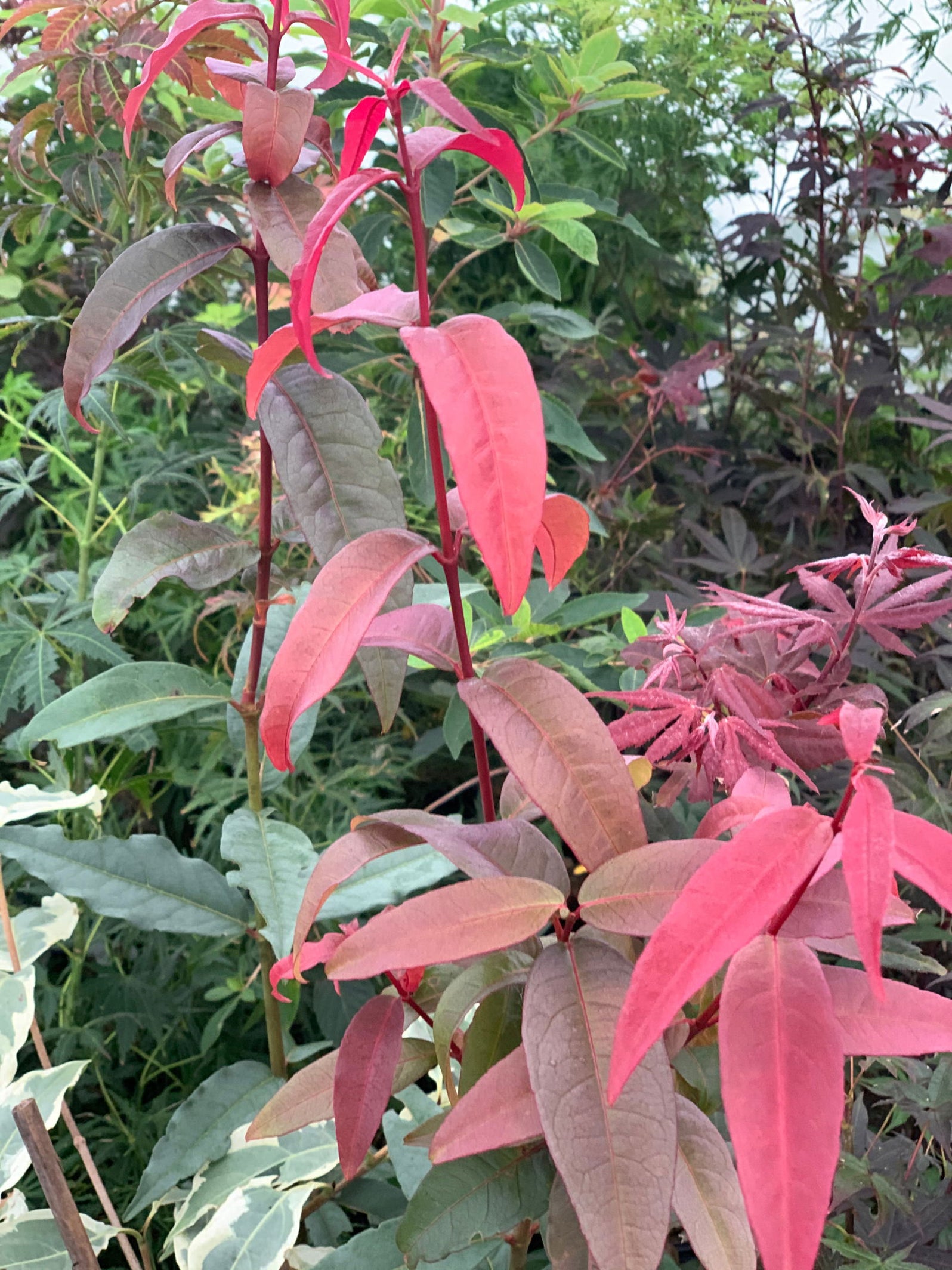 Buy Acer laevigatum ‘Hong Long’ Rare Evergreen Chinese Maple — Mr Maple ...