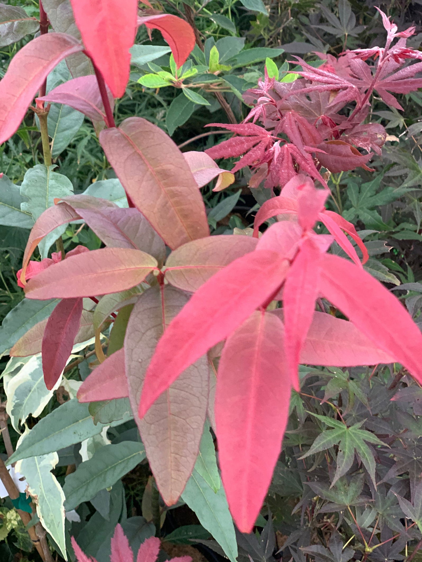 Buy Acer laevigatum ‘Hong Long’ Rare Evergreen Chinese Maple — Mr Maple ...