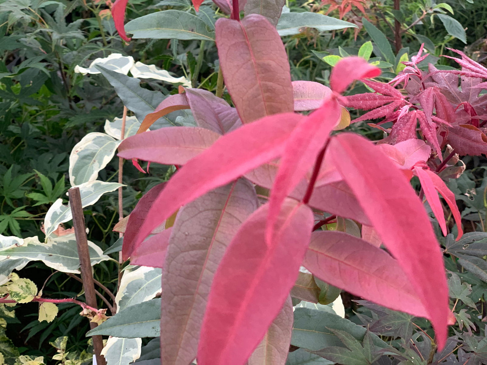 Buy Acer laevigatum ‘Hong Long’ Rare Evergreen Chinese Maple — Mr Maple ...