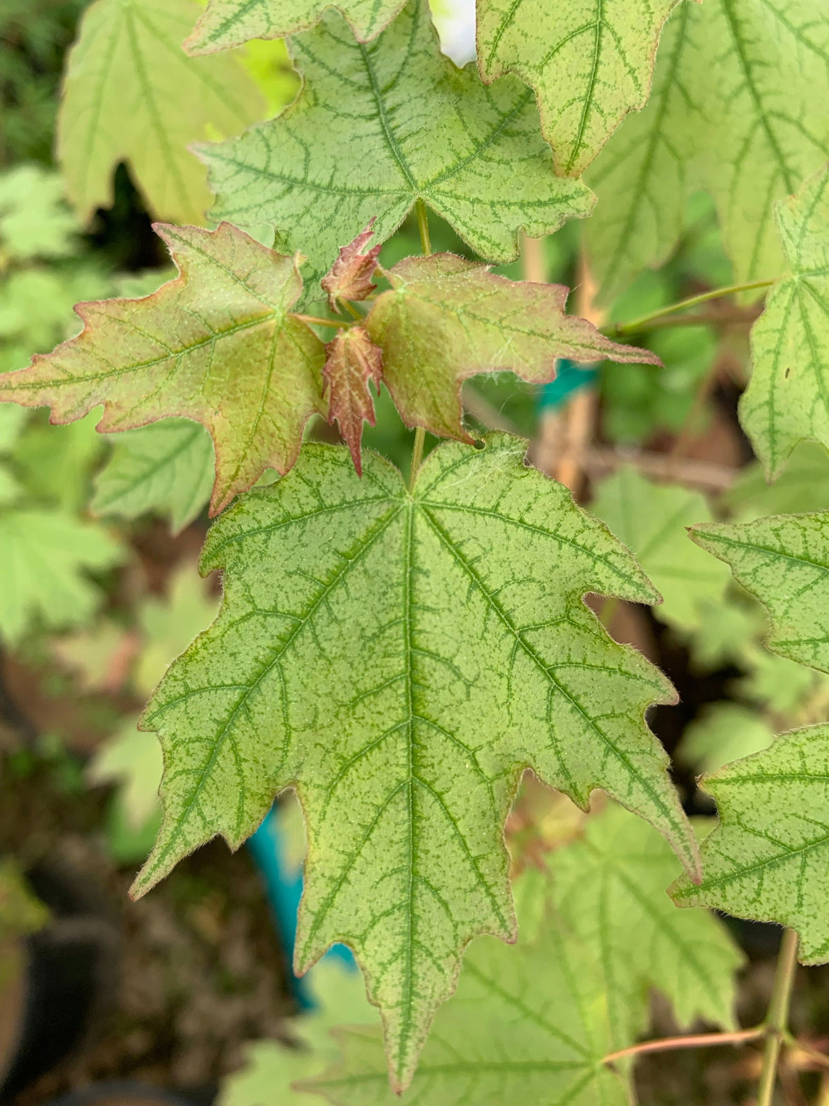 Buy Acer leucoderme 'Confederate Ghost' Variegated Chalk Maple — Mr ...