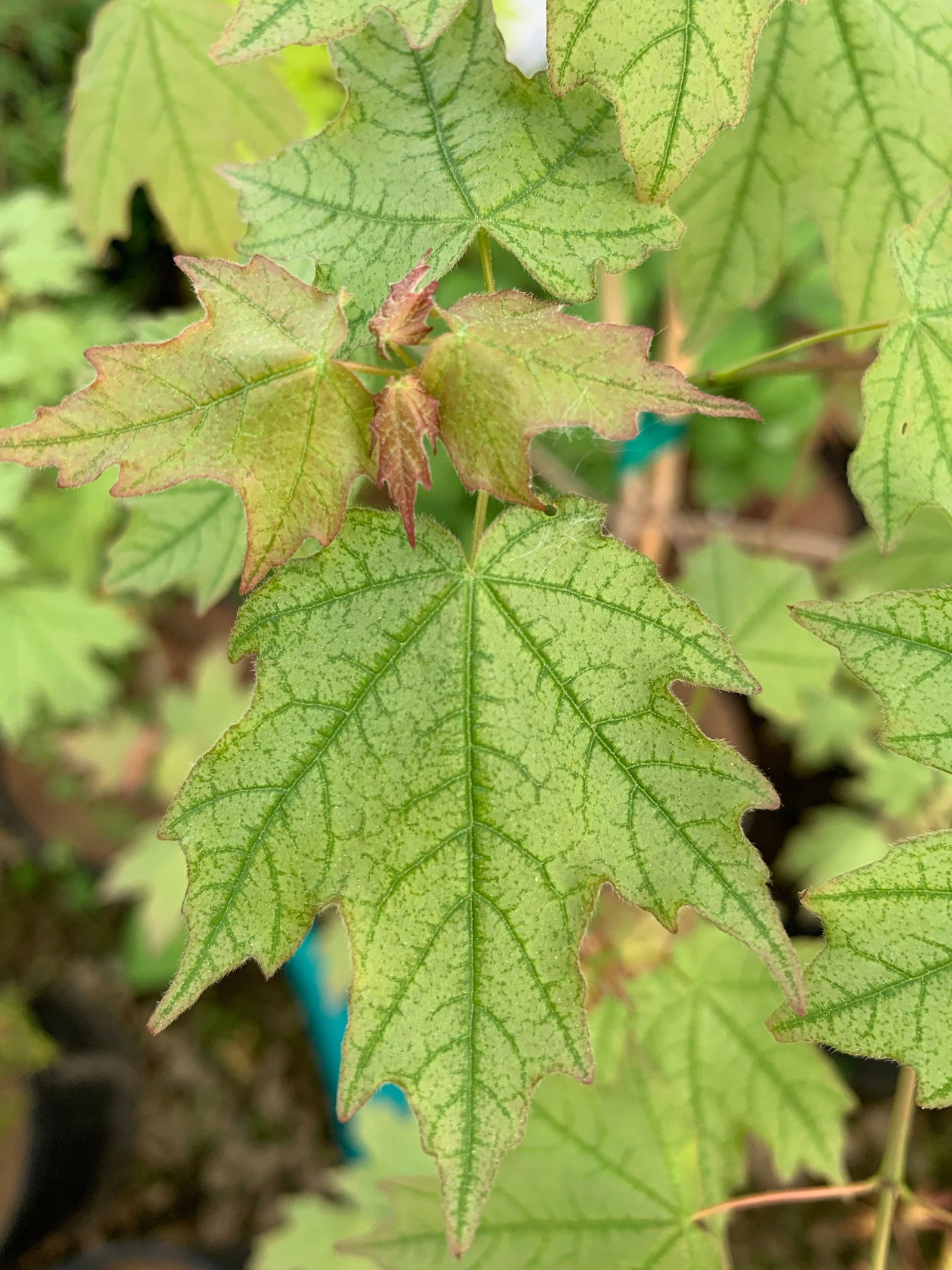 Buy Acer leucoderme 'Confederate Ghost' Variegated Chalk Maple — Mr ...