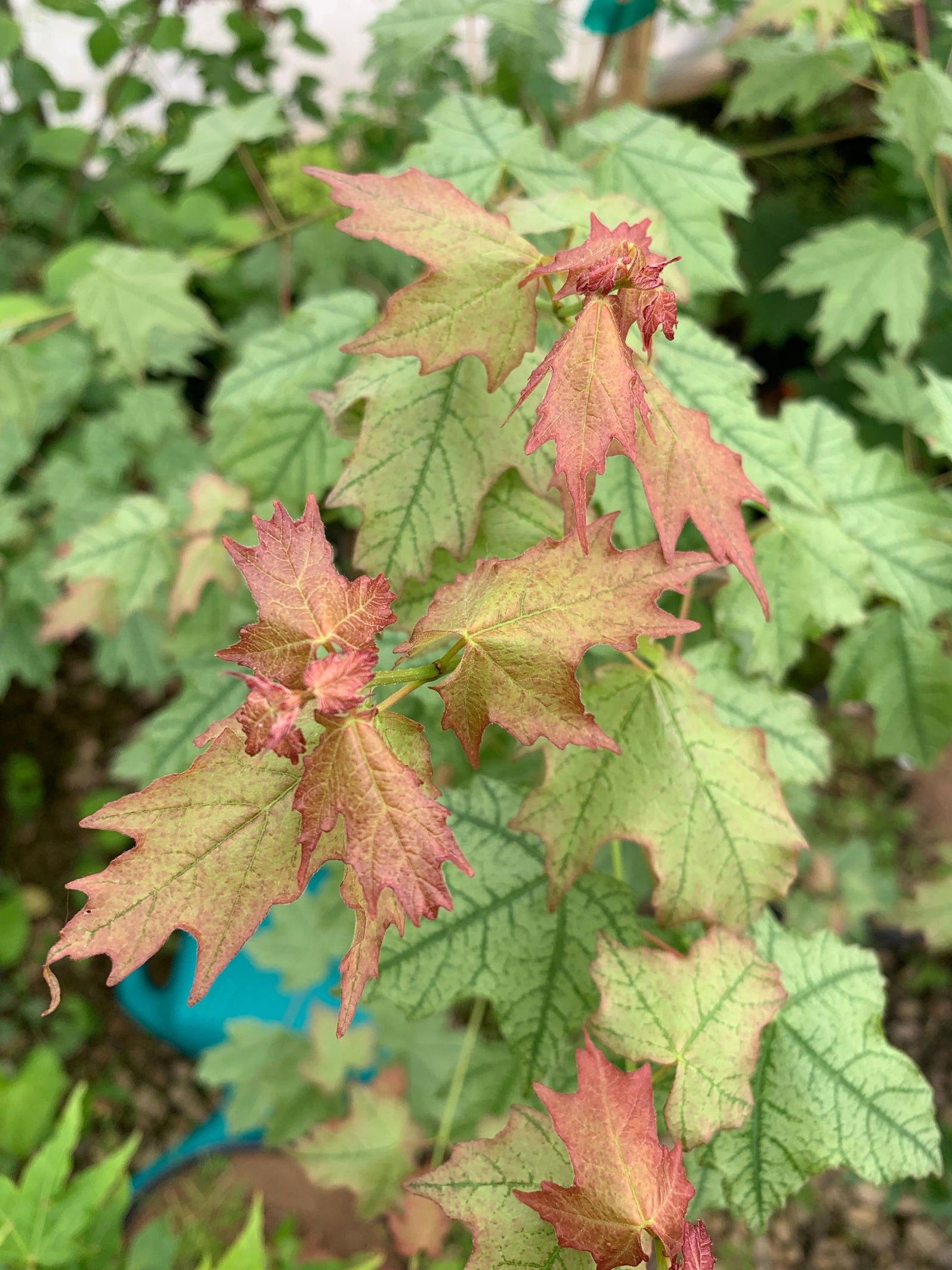 Buy Acer leucoderme 'Confederate Ghost' Variegated Chalk Maple — Mr ...