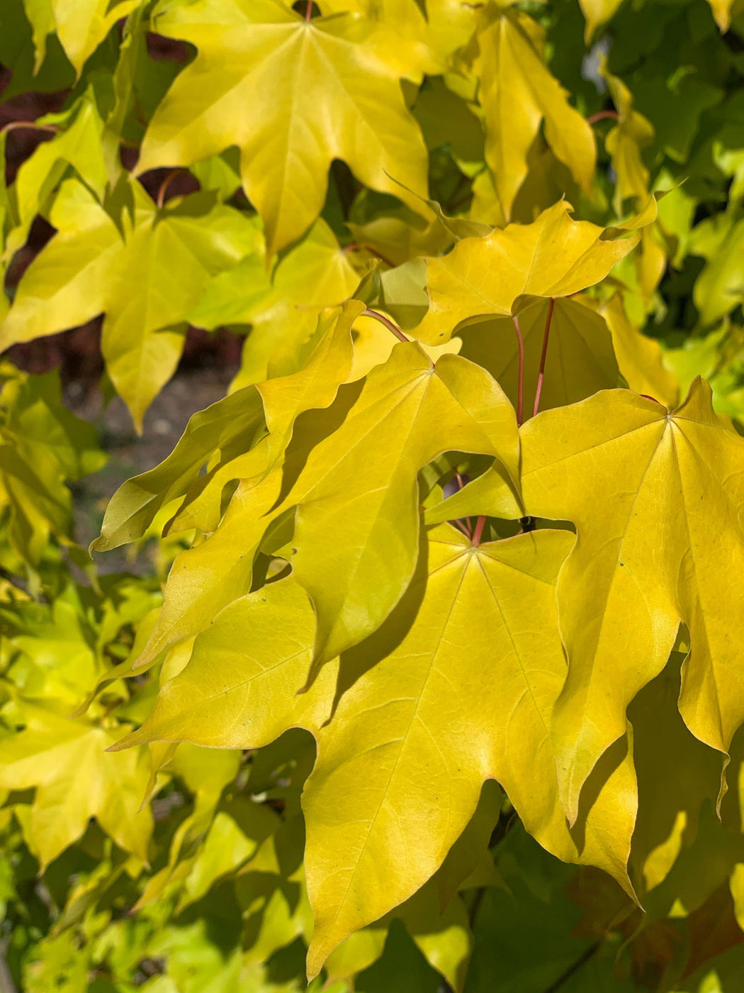 Buy Acer longipes 'Gold Coin' Golden Maple — Mr Maple │ Buy Japanese ...