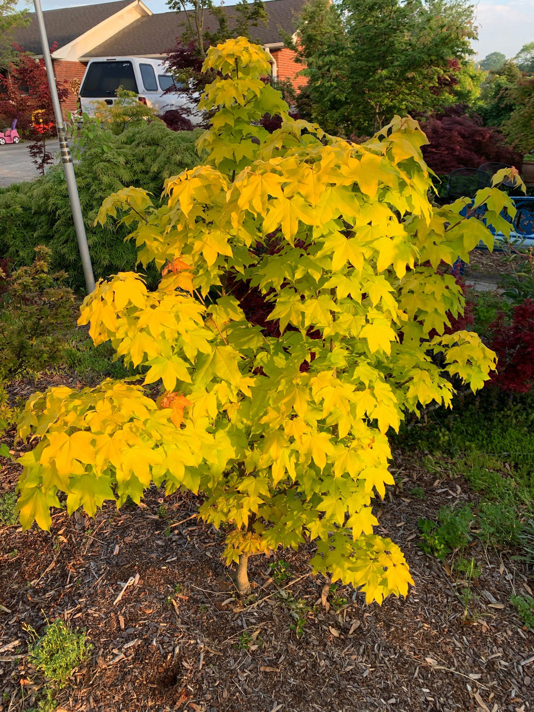 Buy Acer longipes 'Gold Coin' Golden Maple — Mr Maple │ Buy Japanese ...
