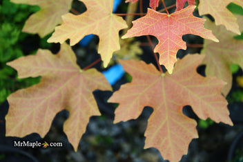 Buy Acer macrophyllum 'Mocha Rose' Big Tooth Maple — Mr Maple │ Buy ...