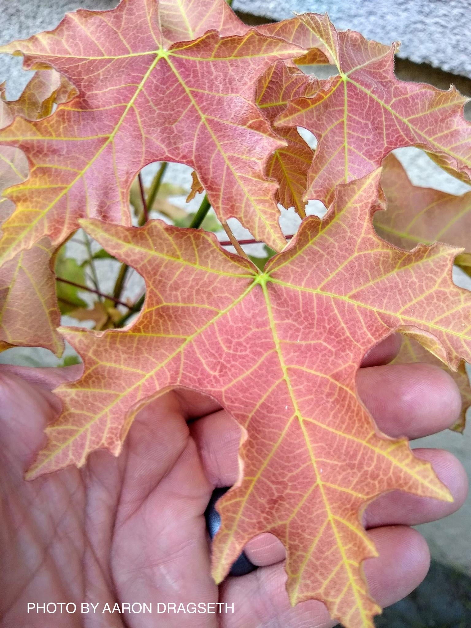 Buy Acer macrophyllum 'Mocha Rose' Big Tooth Maple — Mr Maple │ Buy ...