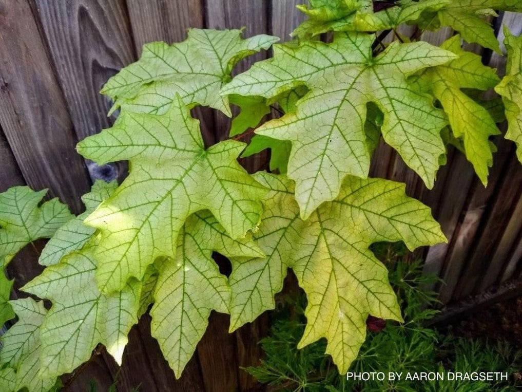 Buy Acer macrophyllum 'Mocha Rose' Big Tooth Maple — Mr Maple │ Buy ...