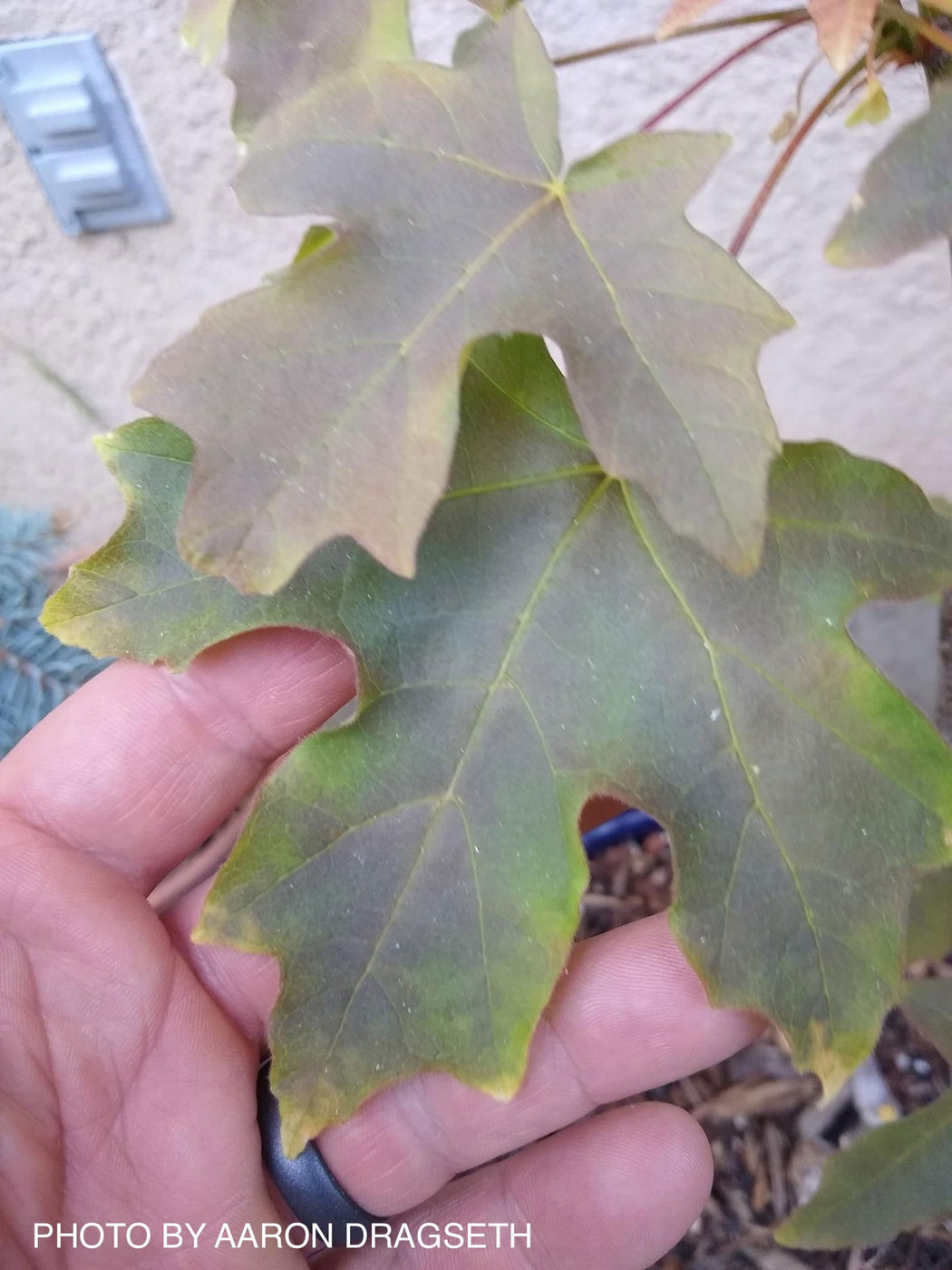 Buy Acer macrophyllum 'Mocha Rose' Big Tooth Maple — Mr Maple │ Buy ...