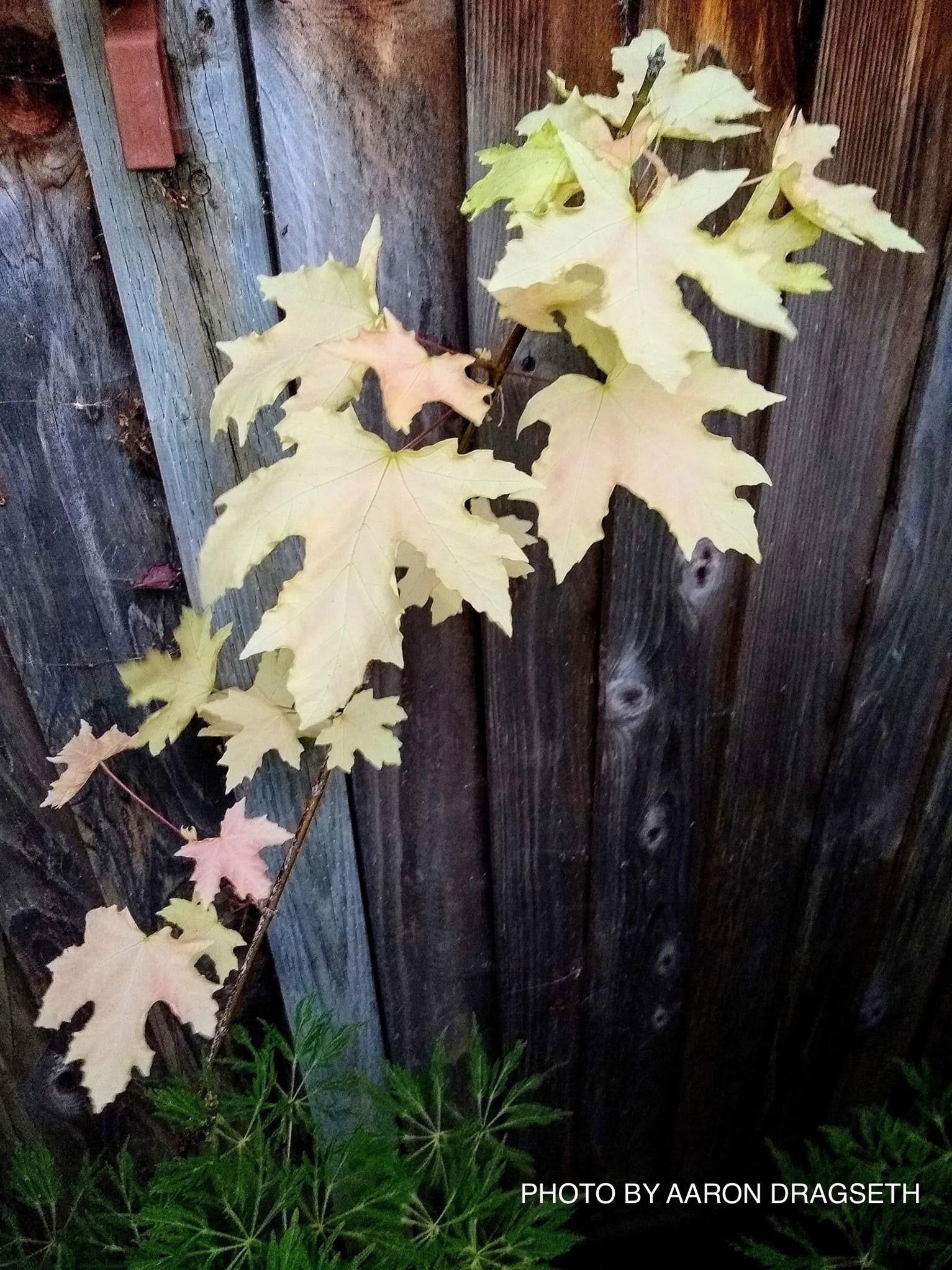 Buy Acer macrophyllum 'Mocha Rose' Big Tooth Maple — Mr Maple │ Buy ...
