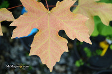 Buy Acer macrophyllum 'Mocha Rose' Big Tooth Maple — Mr Maple │ Buy ...