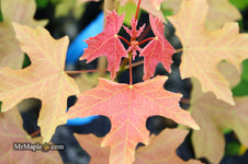 Buy Acer macrophyllum 'Mocha Rose' Big Tooth Maple — Mr Maple │ Buy ...