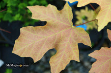 Buy Acer macrophyllum 'Mocha Rose' Big Tooth Maple — Mr Maple │ Buy ...