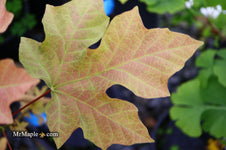 Buy Acer macrophyllum 'Mocha Rose' Big Tooth Maple — Mr Maple │ Buy ...