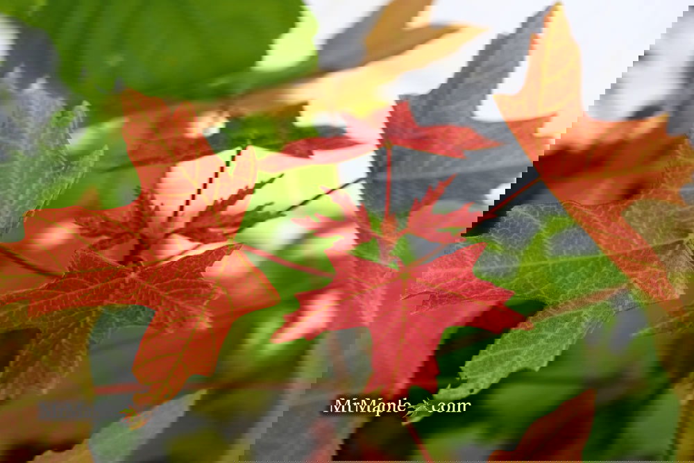 Buy Acer macrophyllum 'Mocha Rose' Big Tooth Maple — Mr Maple │ Buy ...