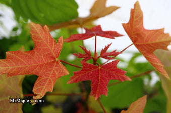 Buy Acer macrophyllum 'Mocha Rose' Big Tooth Maple — Mr Maple │ Buy ...