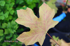 Buy Acer macrophyllum 'Mocha Rose' Big Tooth Maple — Mr Maple │ Buy ...