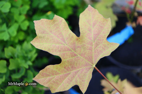 Buy Acer macrophyllum 'Mocha Rose' Big Tooth Maple — Mr Maple │ Buy ...