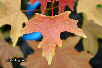 Buy Acer macrophyllum 'Mocha Rose' Big Tooth Maple — Mr Maple │ Buy ...