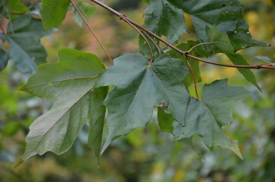 Buy Acer miyabei ssp miaotaiense - Miaotai Maple — Mr Maple │ Buy ...