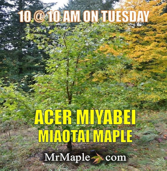 Buy Acer miyabei ssp miaotaiense - Miaotai Maple — Mr Maple │ Buy ...