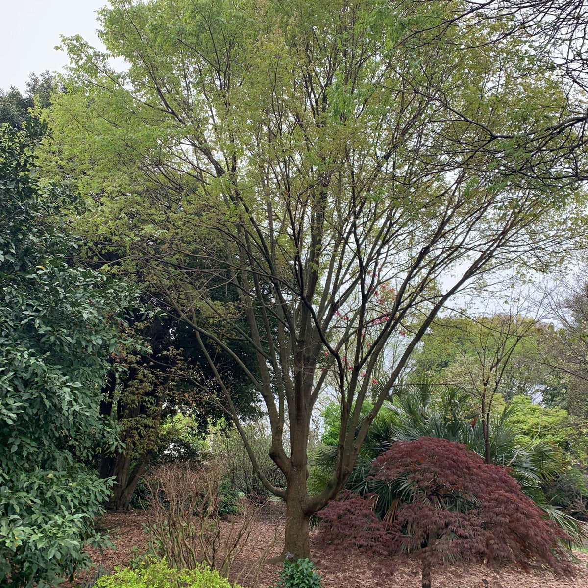 Buy Acer oblongum Rare Chinese Evergreen Maple — Mr Maple │ Buy ...