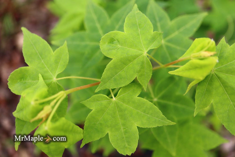 Buy Green Japanese Maples — Mr Maple │ Buy Japanese Maple Trees