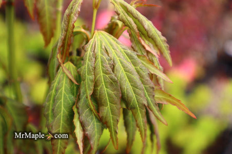Buy Acer oliverianum 'Hot Chicken' Japanese Maple — Mr Maple │ Buy ...