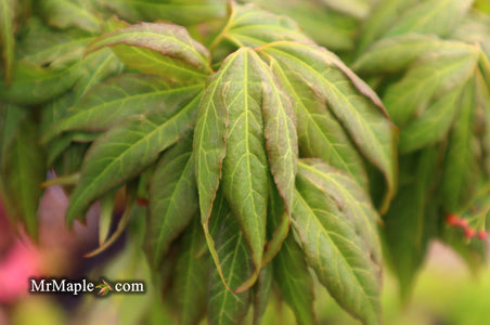 Buy Acer oliverianum 'Hot Chicken' Japanese Maple — Mr Maple │ Buy ...