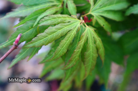 Buy Acer oliverianum 'Hot Chicken' Japanese Maple — Mr Maple │ Buy ...