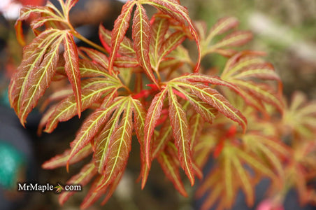 Buy Acer oliverianum 'Hot Chicken' Japanese Maple — Mr Maple │ Buy ...