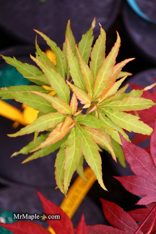 Buy Acer oliverianum 'Hot Chicken' Japanese Maple — Mr Maple │ Buy ...