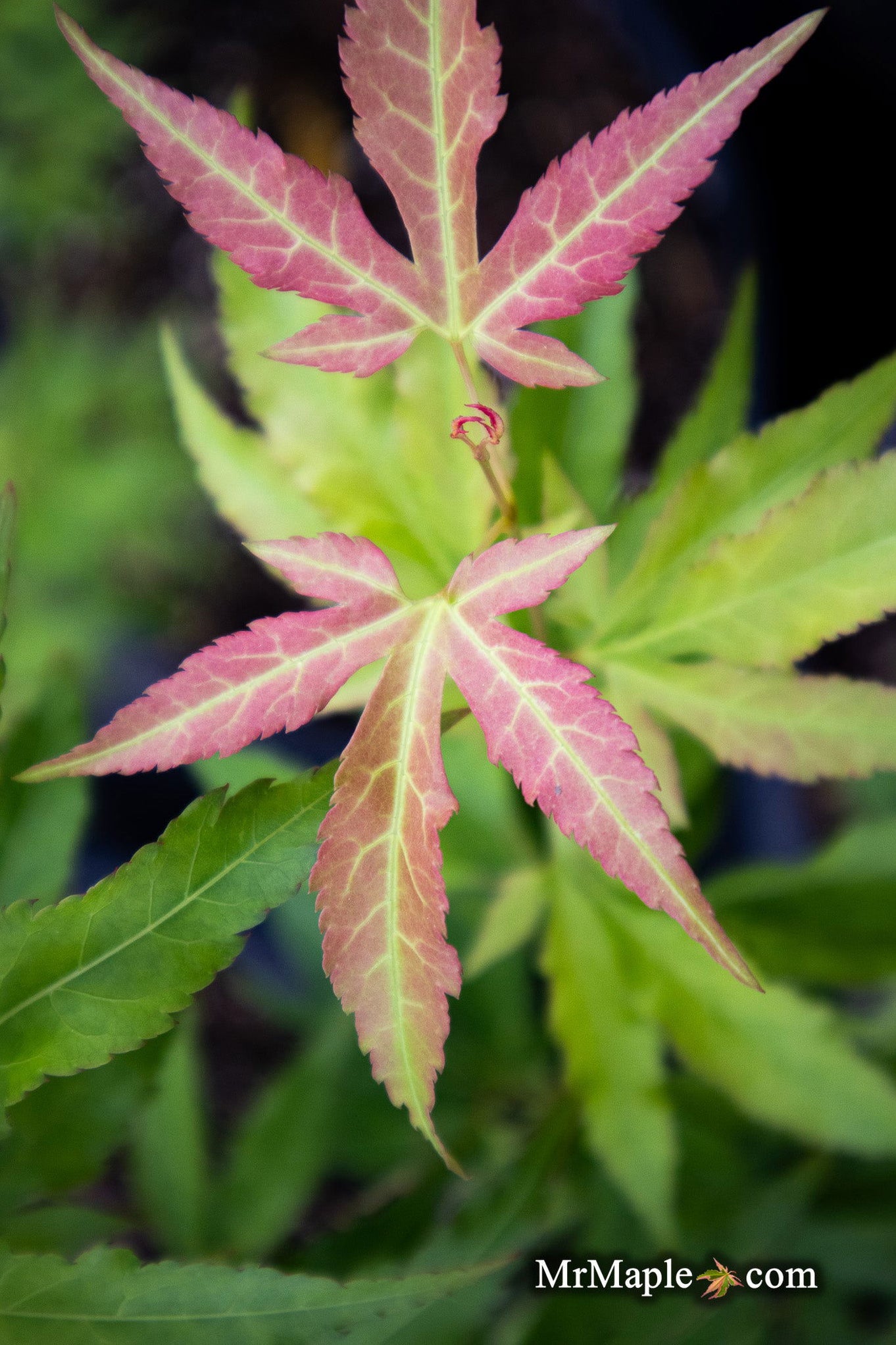 Buy Acer oliverianum 'Hot Chicken' Japanese Maple — Mr Maple │ Buy ...
