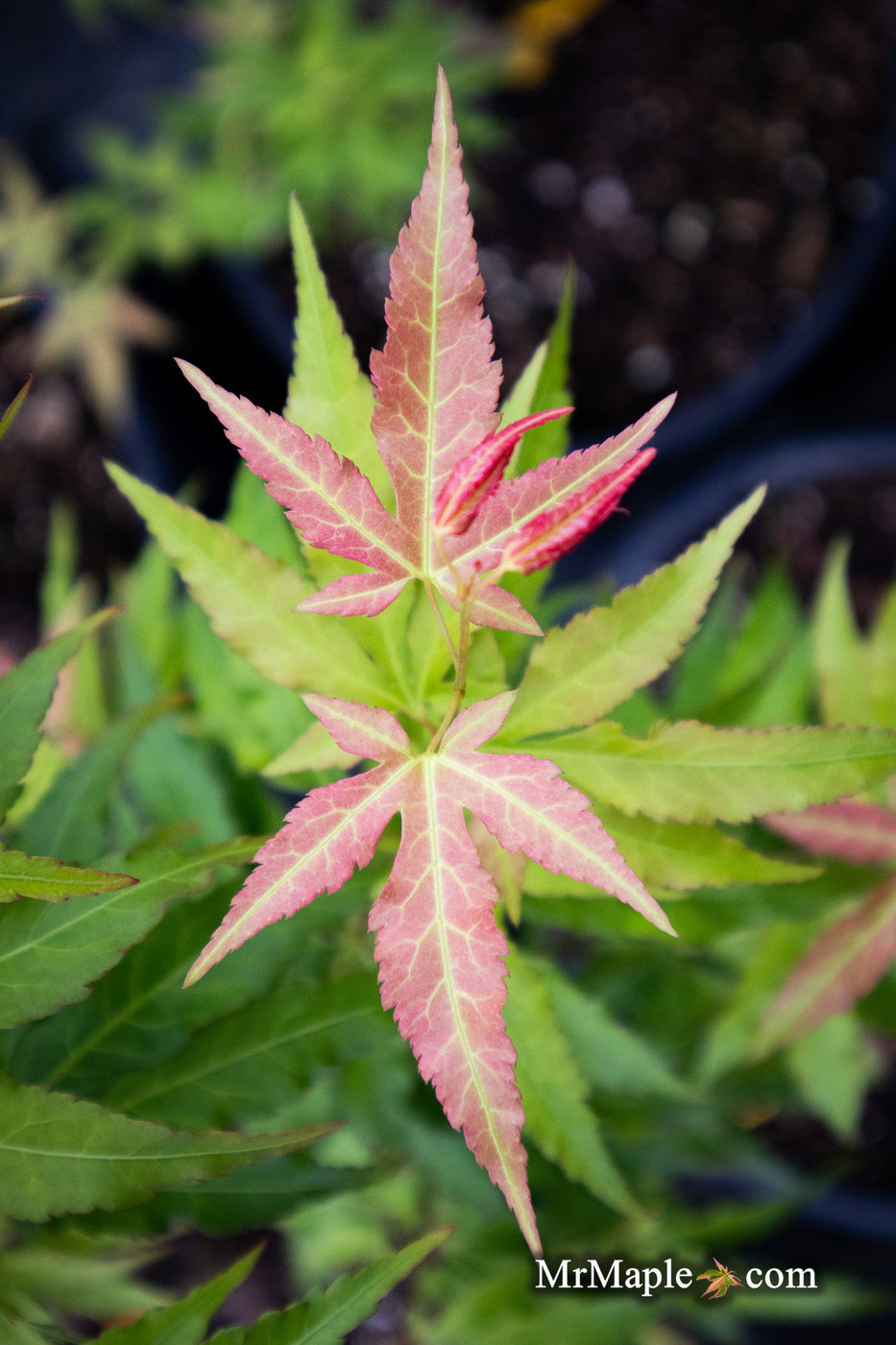 Buy Acer oliverianum 'Hot Chicken' Japanese Maple — Mr Maple │ Buy ...