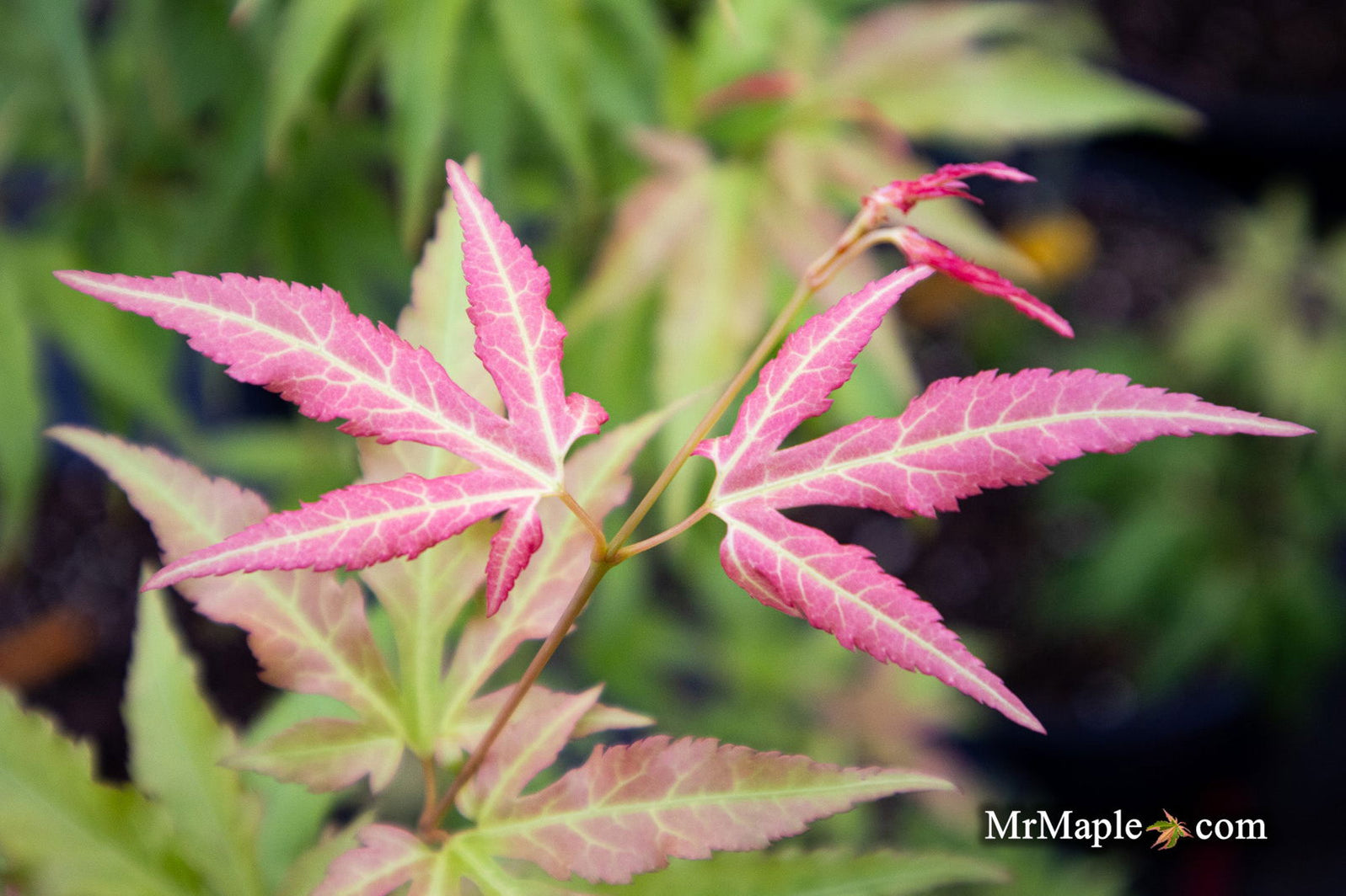 Buy Acer oliverianum 'Hot Chicken' Japanese Maple — Mr Maple │ Buy ...