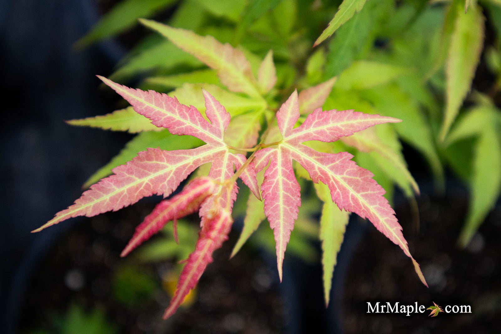 Buy Acer oliverianum 'Hot Chicken' Japanese Maple — Mr Maple │ Buy ...