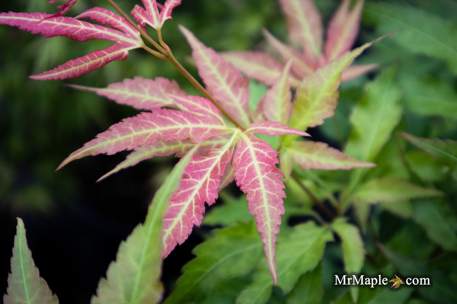 Buy Acer oliverianum 'Hot Chicken' Japanese Maple — Mr Maple │ Buy ...