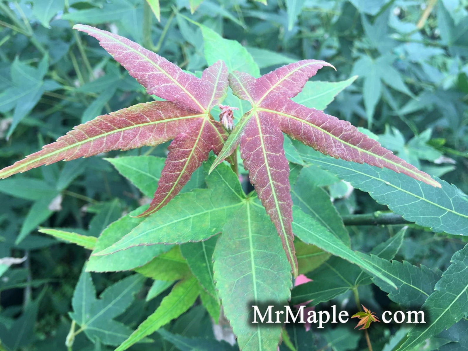 Buy Acer oliverianum ssp formosanum - Ultimate Heat Tolerant Maple — Mr ...